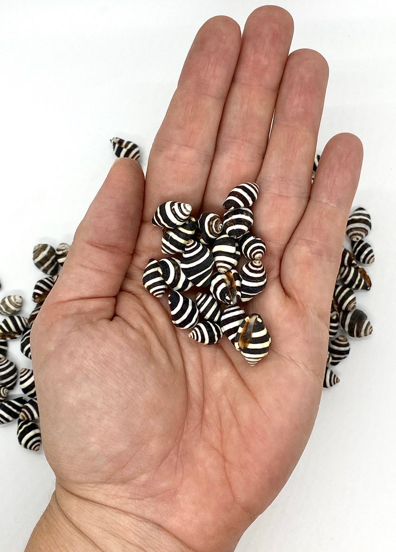 Bumble Bee Shells Bee Hive Shells Engina Mendicaria 1/4 - Etsy