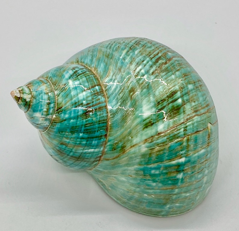 Large Polished Jade Turbo Shell 3.5 Green Turbo Seashell - Etsy
