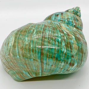 X-large Polished Jade Turbo Shell - 4-4.5” - Green Turbo Seashell ...