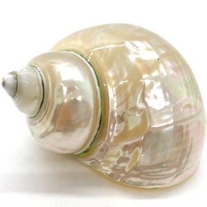 Polished Jade Turbo Shell Large Polished Trochus Polished White Shell ...