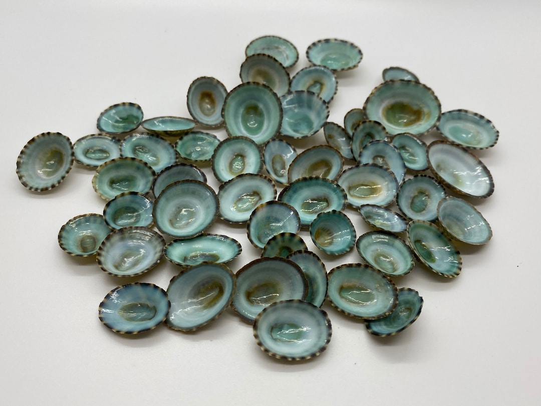 Aqua Limpet Shells Crafting Seashells Beach Wedding Decor Blue Green ...