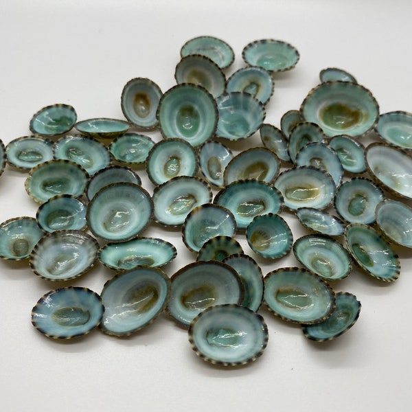 Green Seashells - Etsy