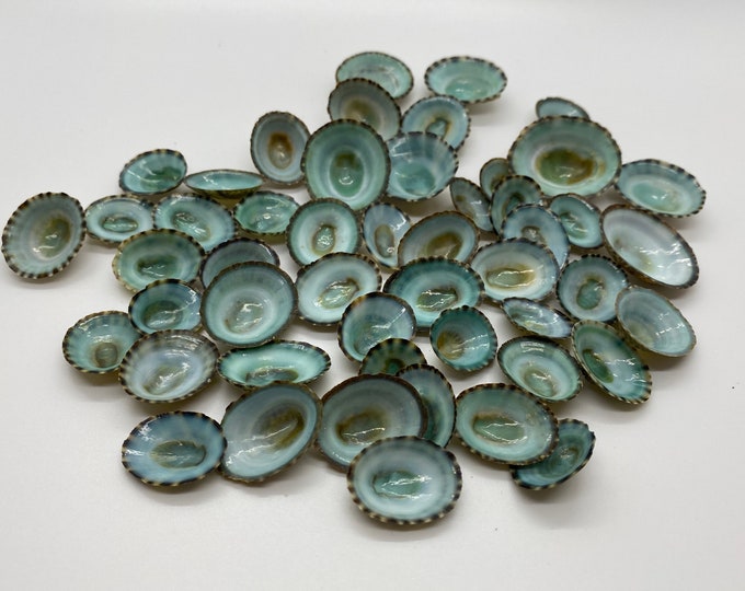 Aqua Limpet Shells Crafting Seashells Beach Wedding Decor Blue Green ...