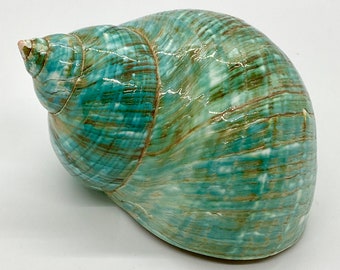 Green Seashells | Etsy