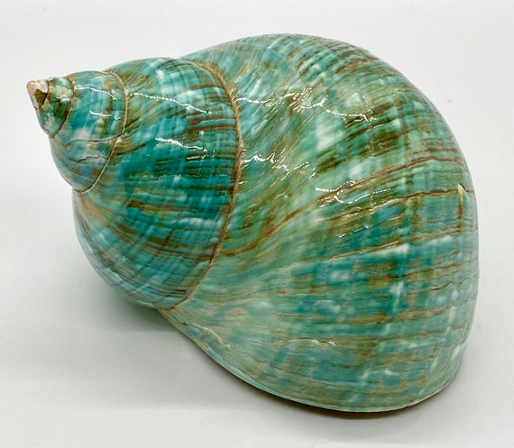 Large Polished Jade Turbo Shell 3.5 Green Turbo Seashell - Etsy