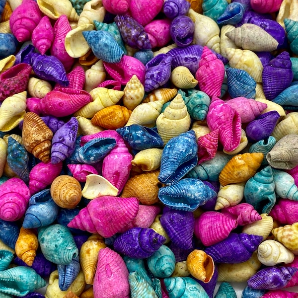 Tiny Seashells - Etsy