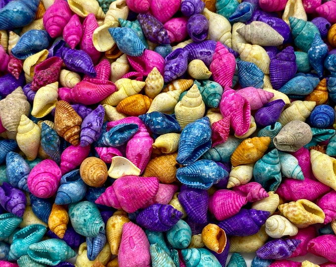 Bumble Bee Shells - Bee Hive Shells - Engina Mendicaria - 1/4” - 1/2 ...