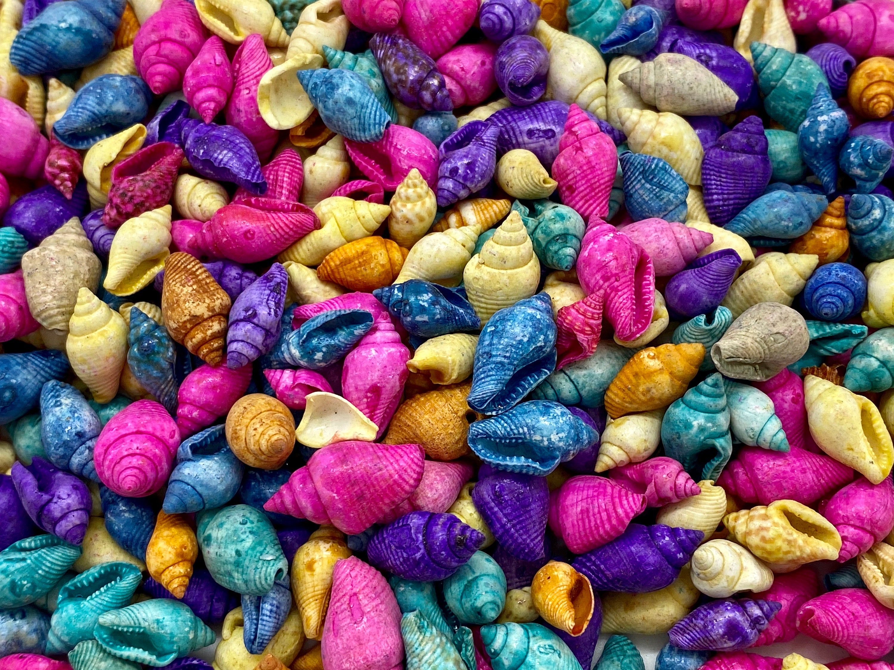 Dyed Nassa Shells Tiny Under 1/2 Bright Colored Seashells | Etsy