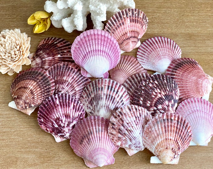 Purple Pecten Purpuratus Shells - Purple Pectins - Purple Scallop ...