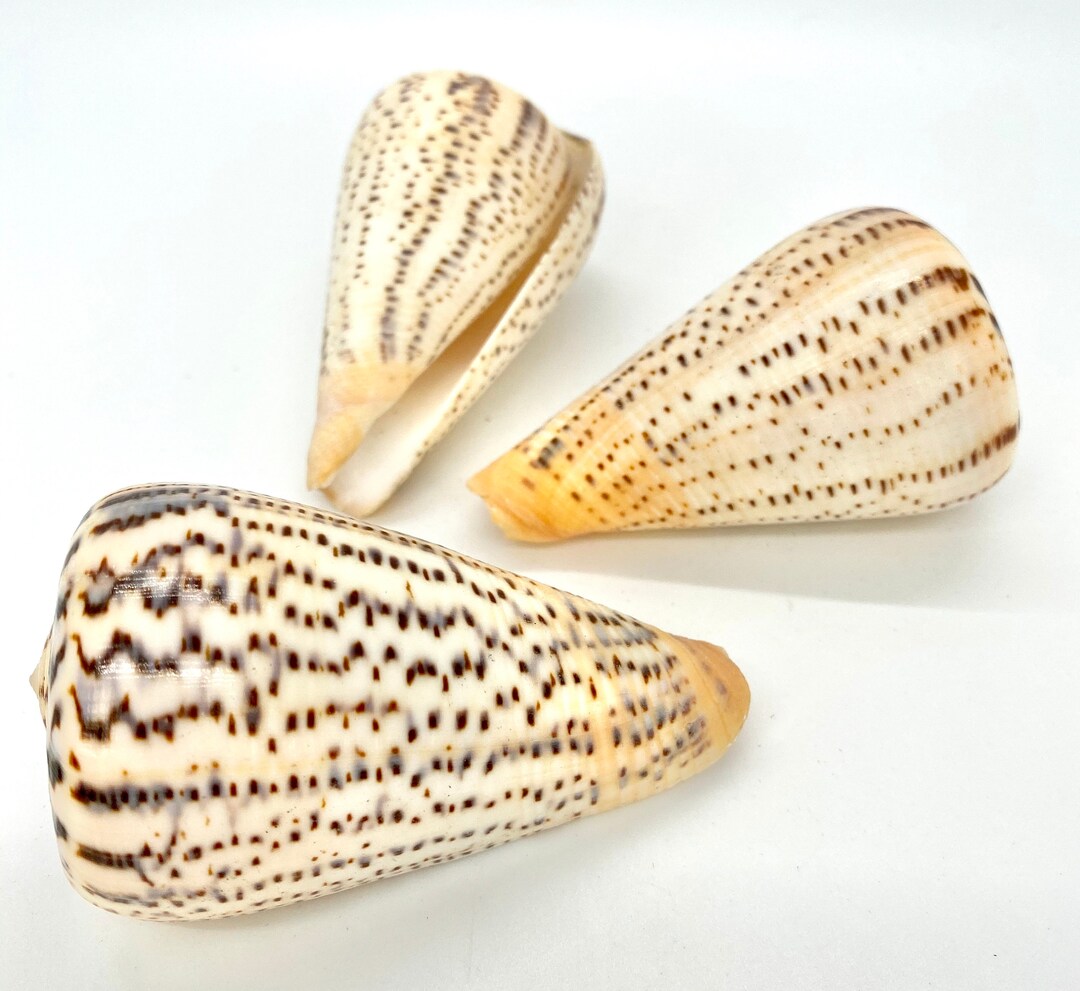 Surat Cone Shell - 2”-3” - Conus Suratensis - Snail Shell - Seashells ...