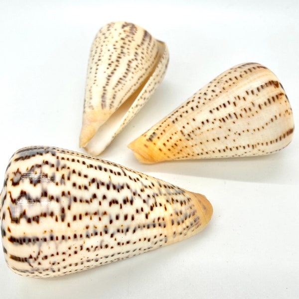 Cone Snail Shell - Etsy