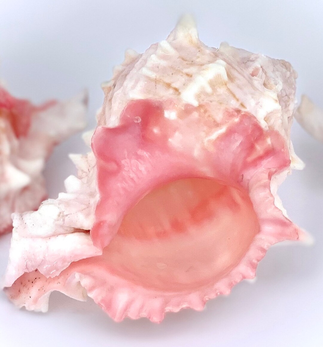 Pink Murex Shell 4-4.5 Pink-mouth Murex Pink Shells Air Plant Holder - Etsy