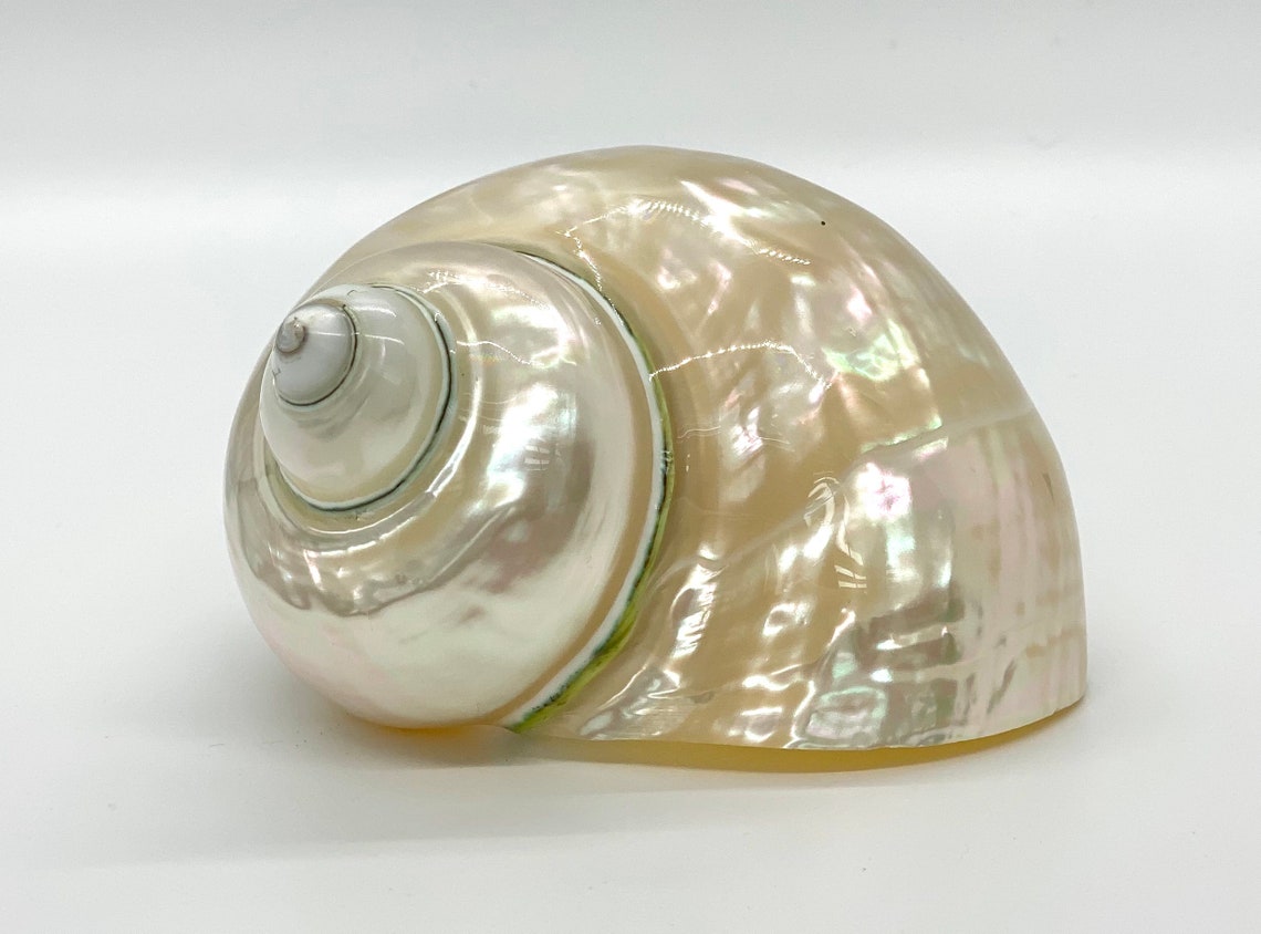 Polished Jade Turbo Shell Large Polished Trochus Polished | Etsy