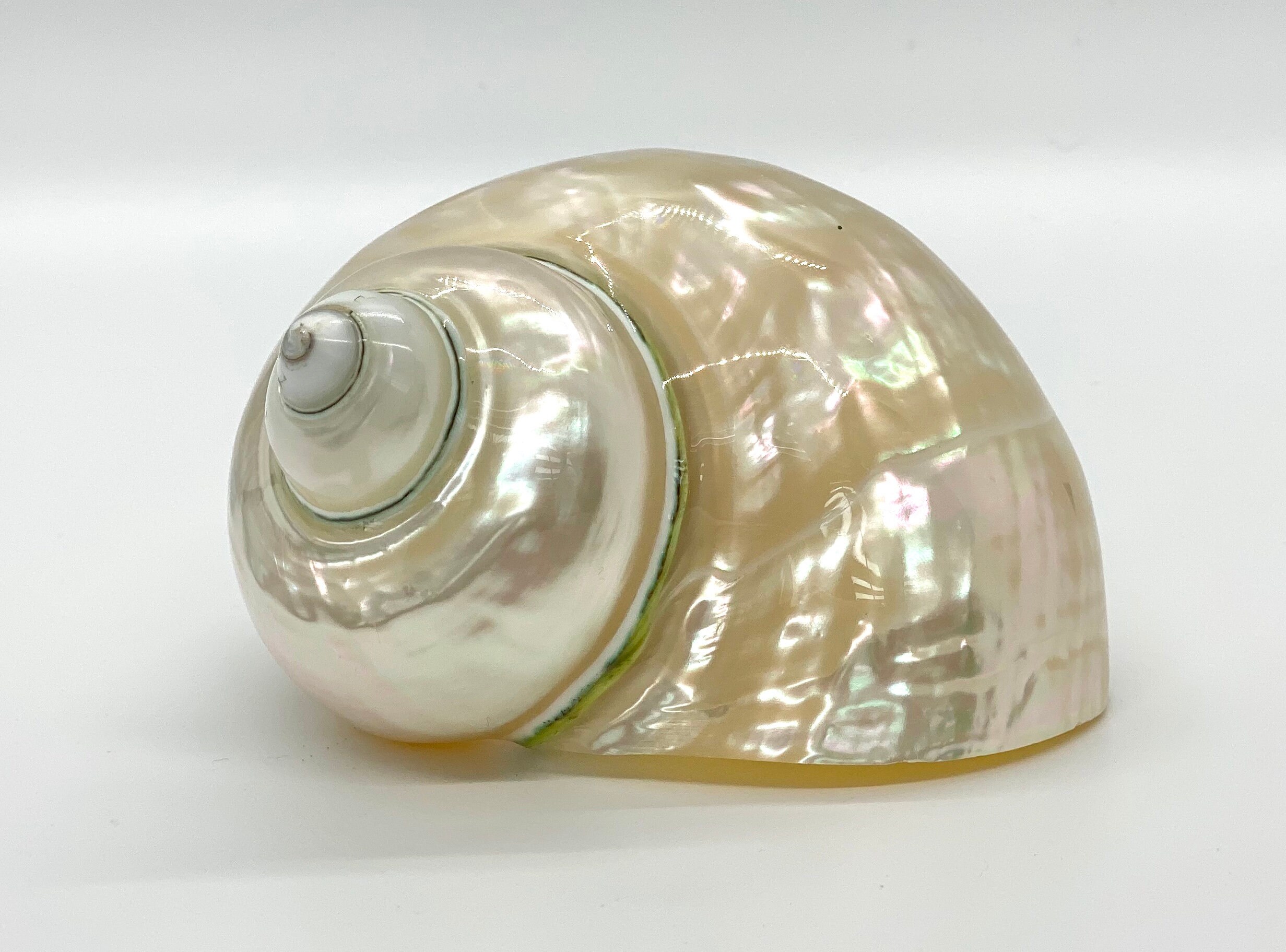 Polished Jade Turbo Shell Large Polished Trochus Polished - Etsy