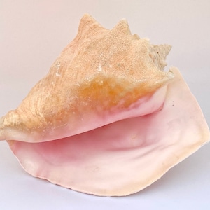 Large Pink Conch Shell Slit Back Queen Conch 89 Pink Bahamian Conch ...