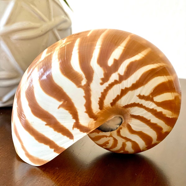 Nautilus Shell - Etsy