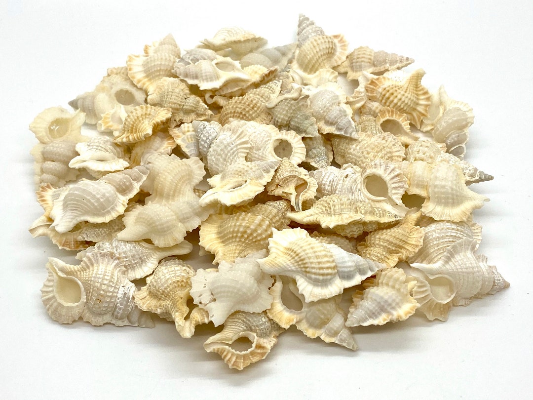 Maple Leaf Shells Biplex Perca Apolon Perca Small Size 3/4 1 1/4 - Etsy