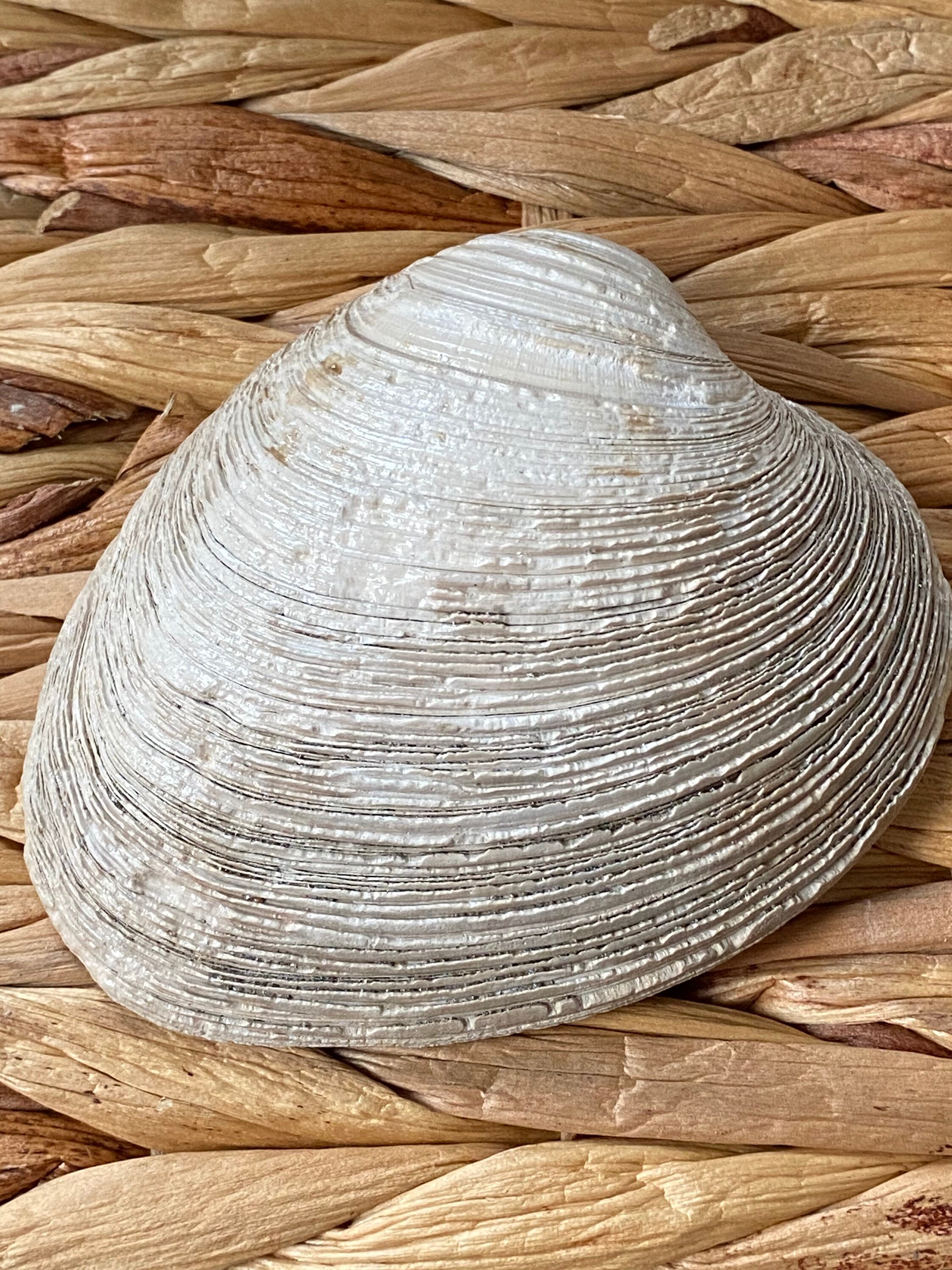 Ocean Inside a Shell! Resin Art for Beach Lovers - Original One of a ...