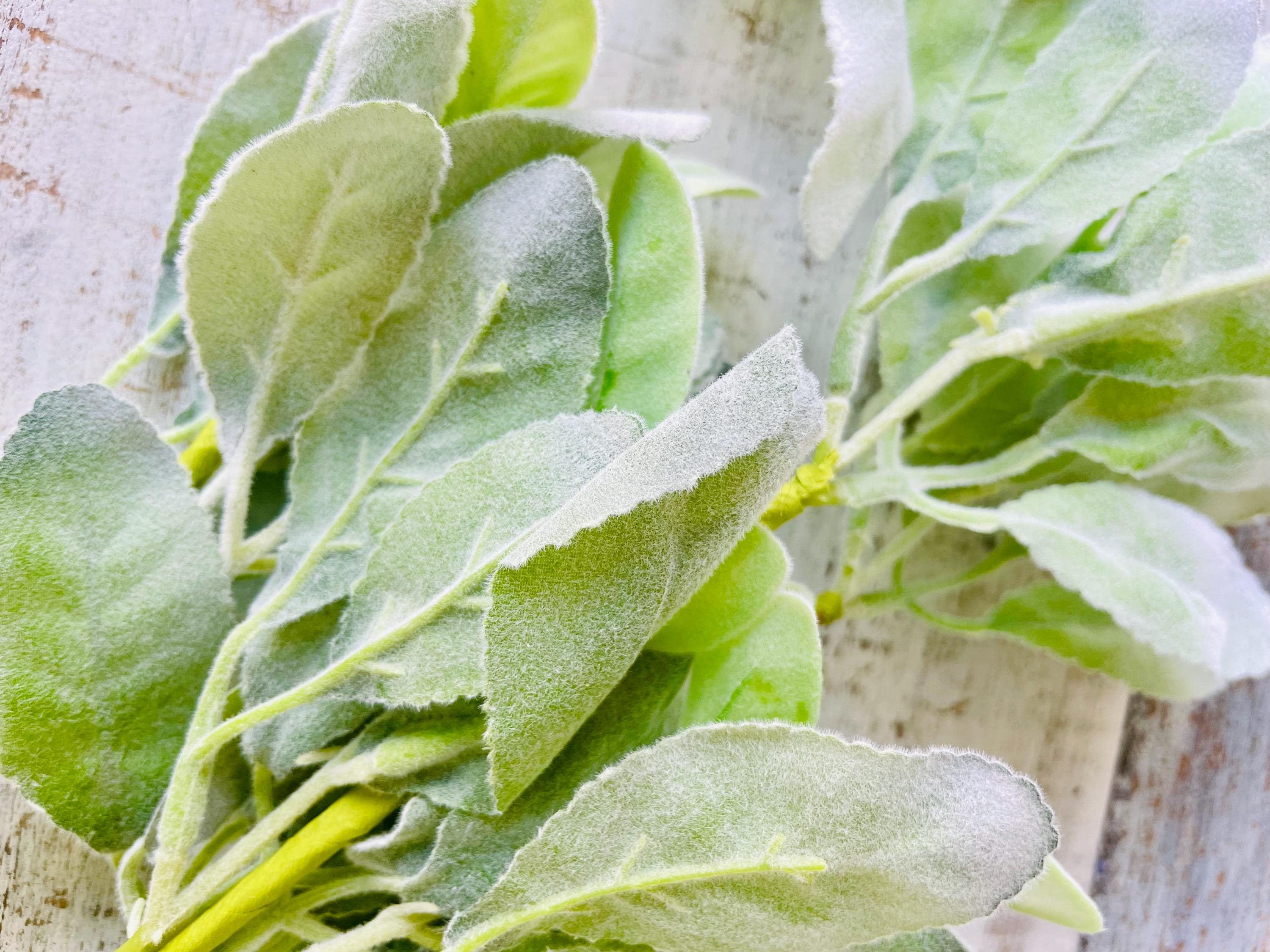Lamb’s Ear Pick, Bundle of 3 - Etsy