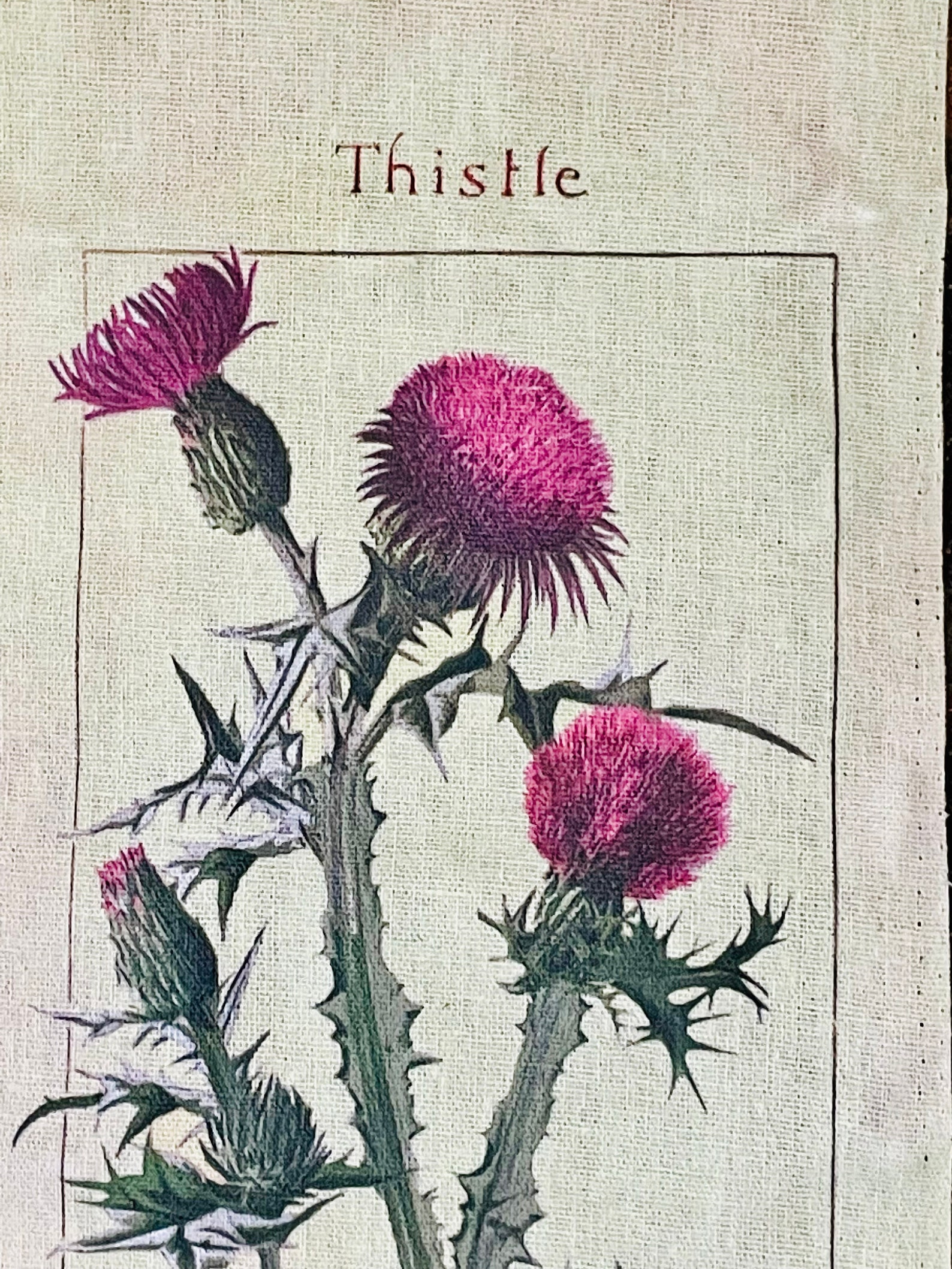 Thistle Wall Decor Scroll - Etsy