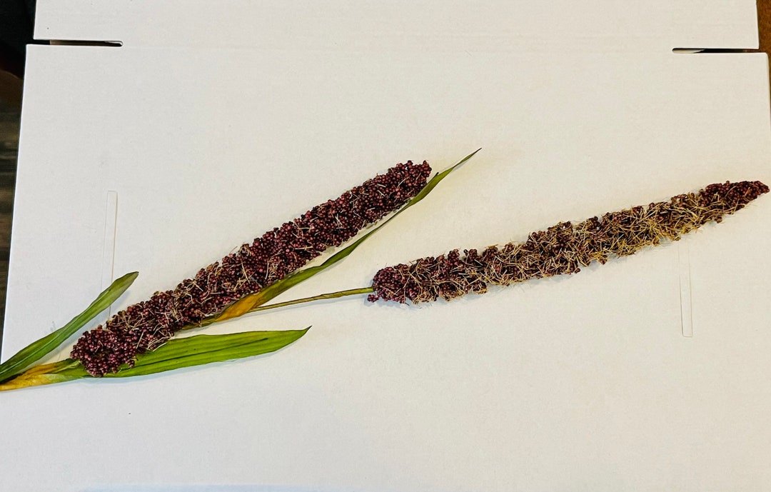 Burgundy Millet Stem, 30” Bundle of 3 - Etsy