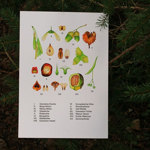 Seed Illustration - Etsy