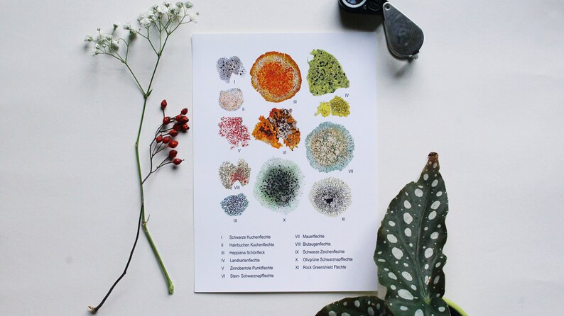 Lichen Illustration Artprint Wall Art Home Decor Digital | Etsy