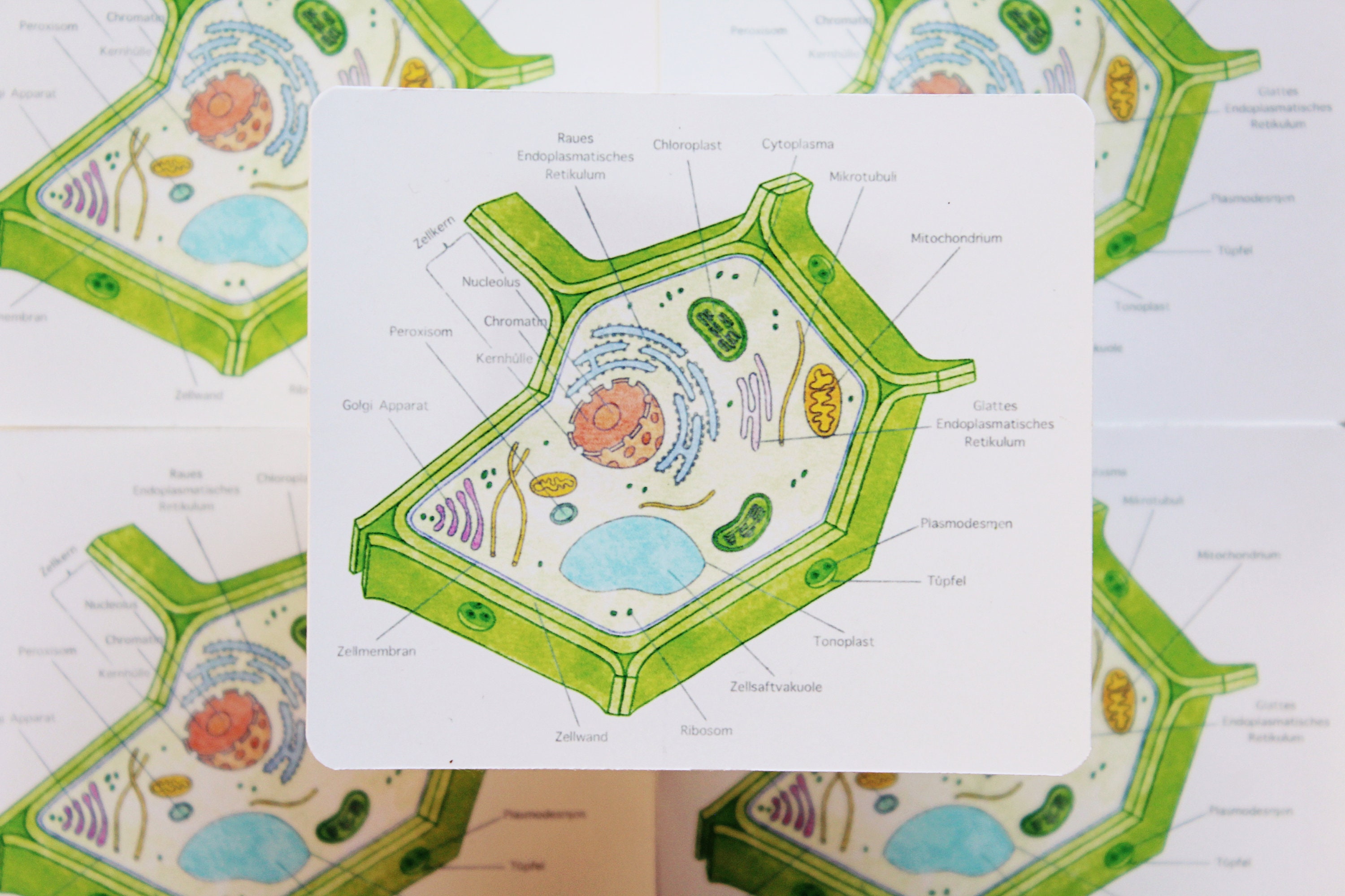 Plant Cell Sticker, Cell Sticker, Plant Sticker, Cell Biology Sticker ...