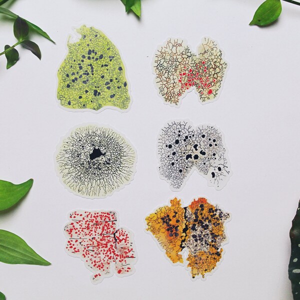 Lichen - Etsy