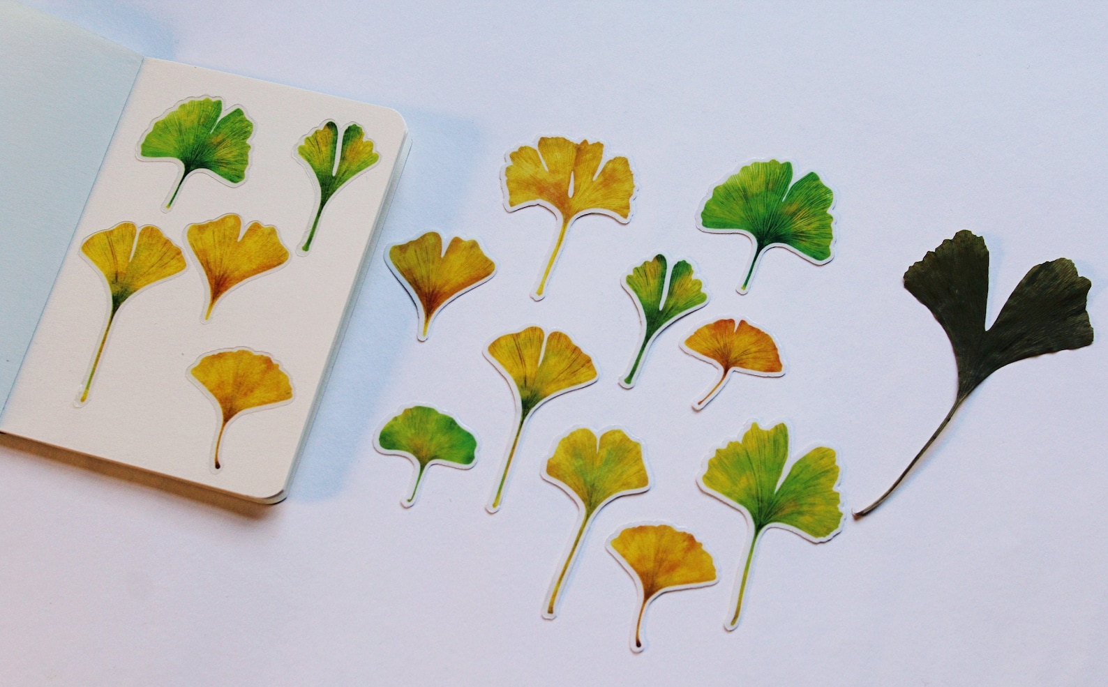 Ginkgo Sticker Set Botany Sticker Set Ginkgo Balboa - Etsy