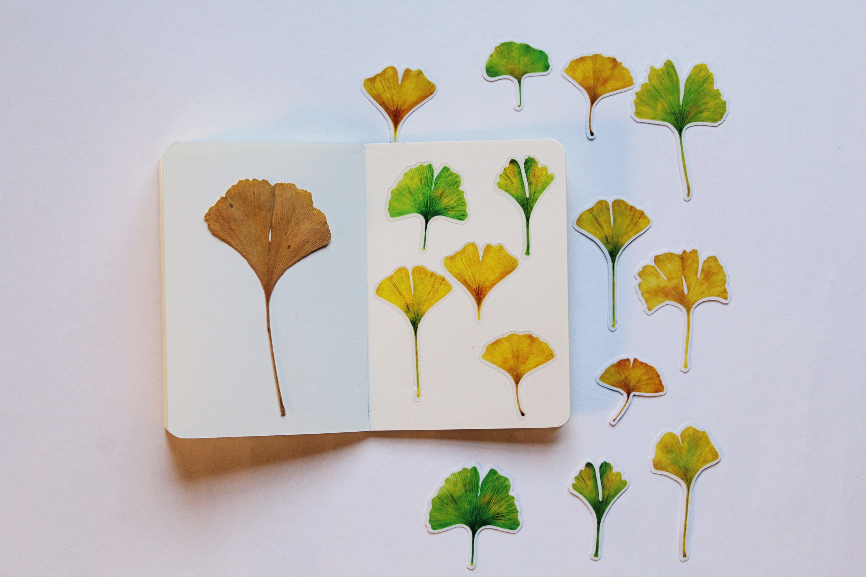 Ginkgo Sticker Set Botany Sticker Set Ginkgo Balboa - Etsy