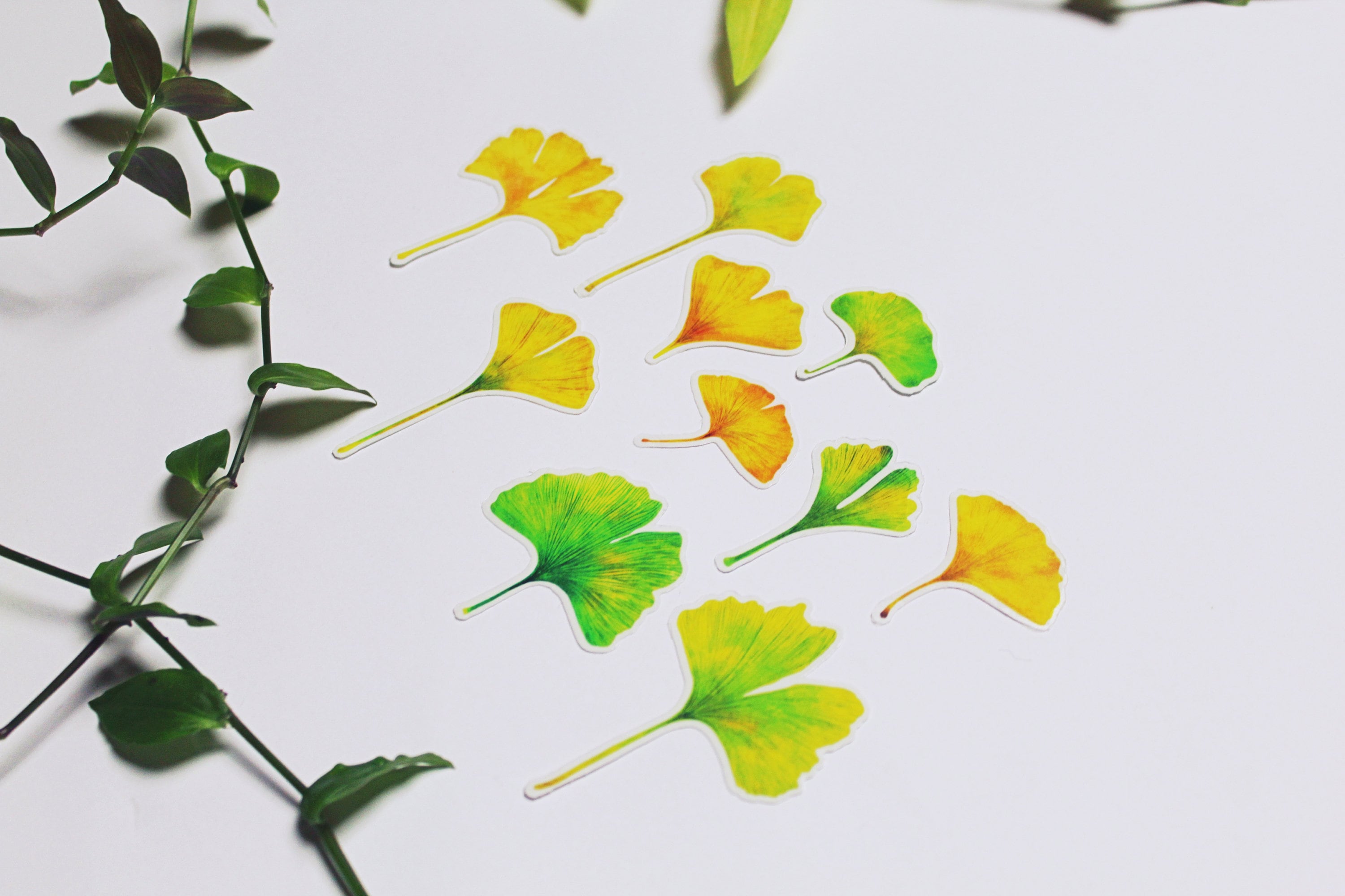 Ginkgo Sticker Set Botany Sticker Set Ginkgo Balboa - Etsy