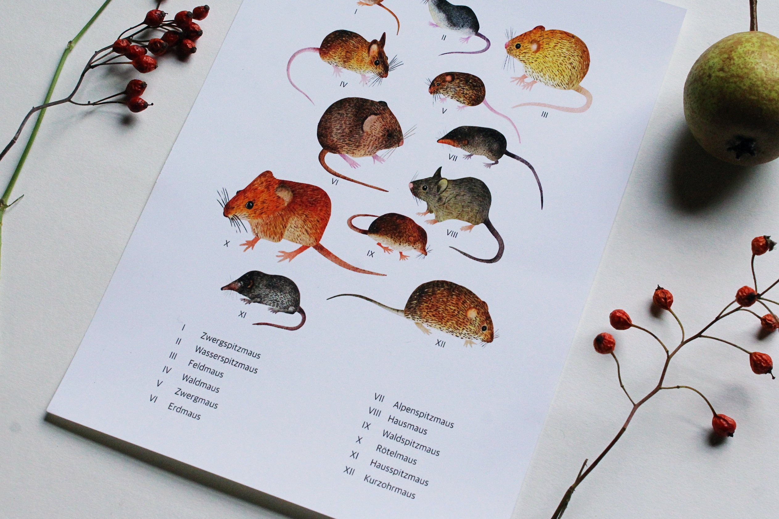 Mice / Shrews Illustration Artprint Wall Art Home Decor - Etsy UK