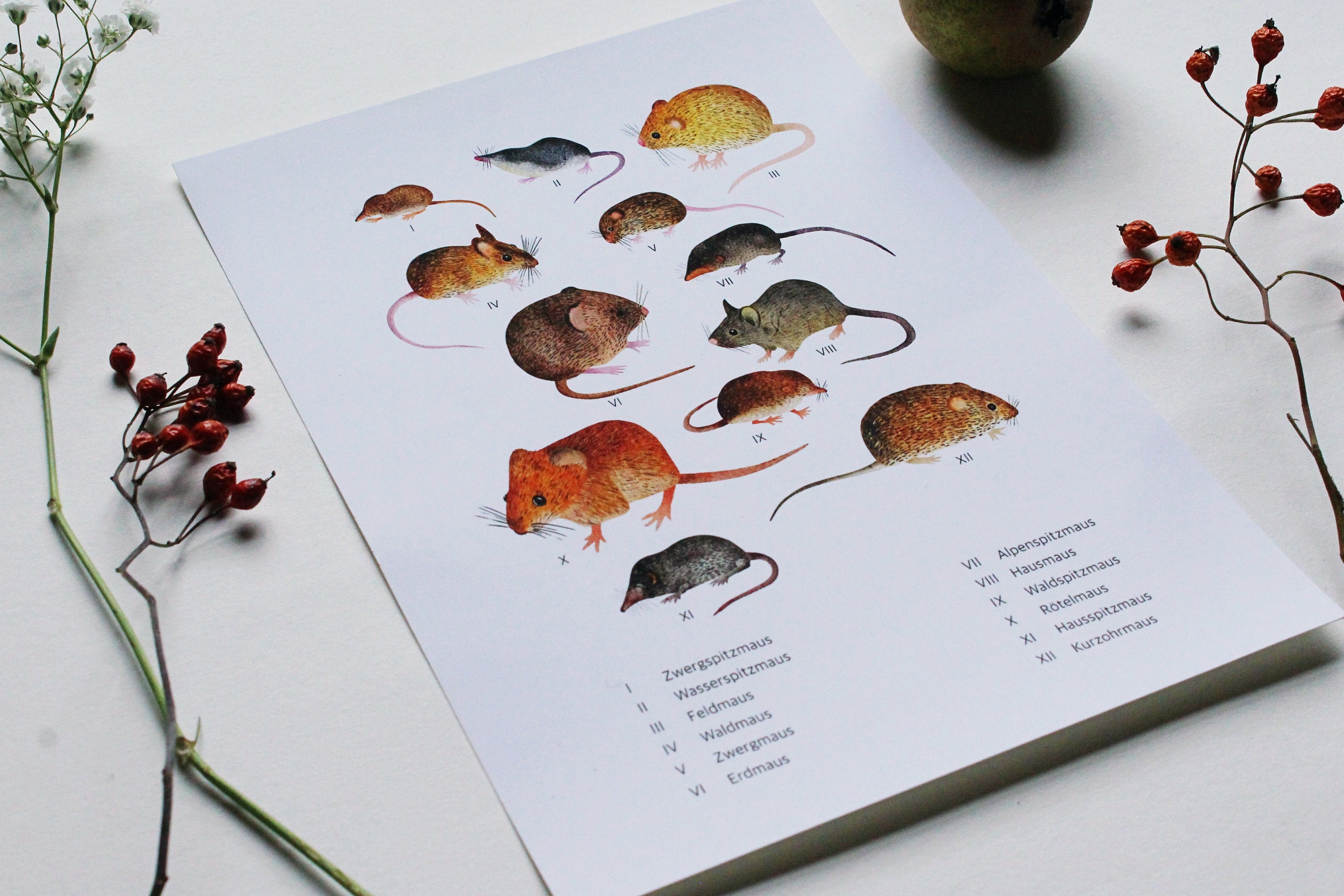 Mice / Shrews Illustration Artprint Wall Art Home Decor - Etsy UK