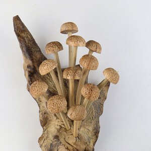 Handmade Wooden Mushroom Wall Art | Rustic Woodland Decor | Nature ...