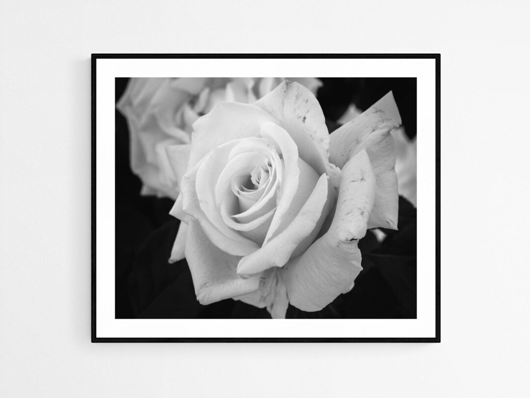 Tea Rose Print, Black and White Botanical Photography, Nature Wall Art ...