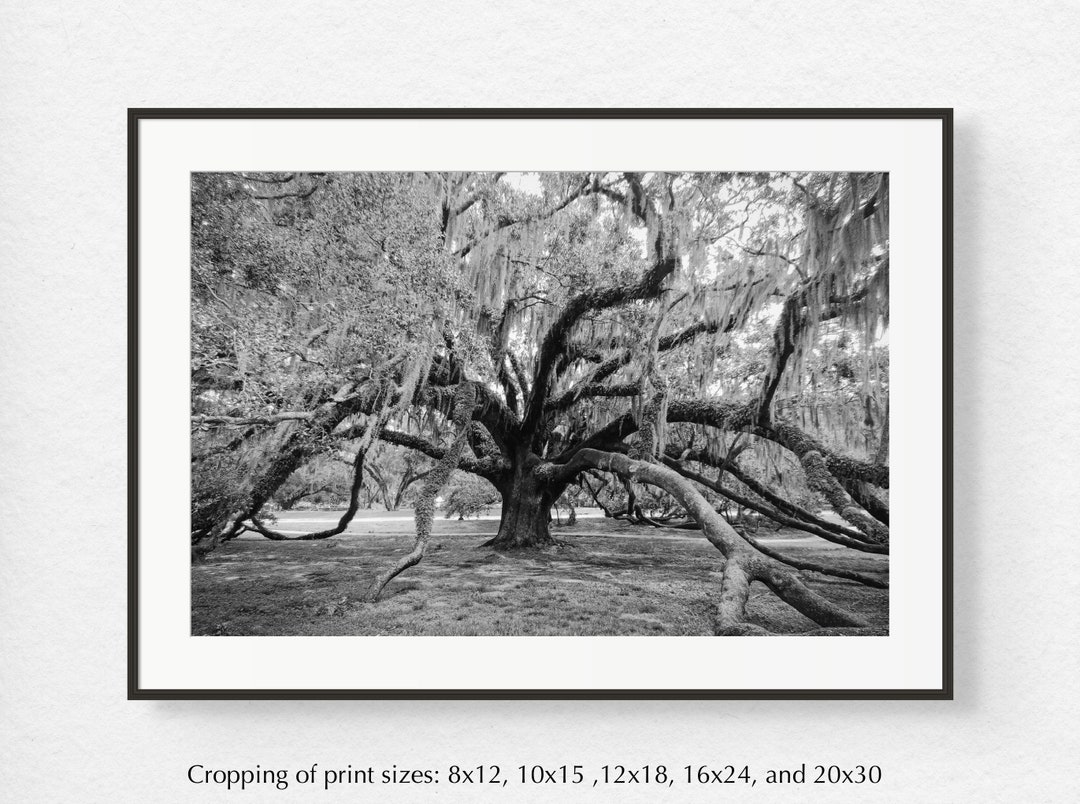 Tree Photography Print, Live Oak Tree With Spanish Moss, Botanical Wall ...