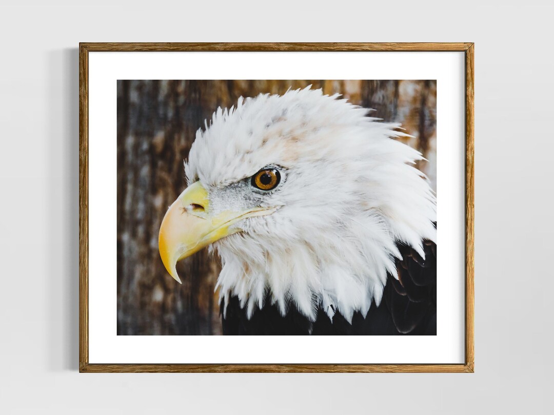 Bald Eagle Print, up Close Bird Photography, Wildlife Wall Art, Gift ...