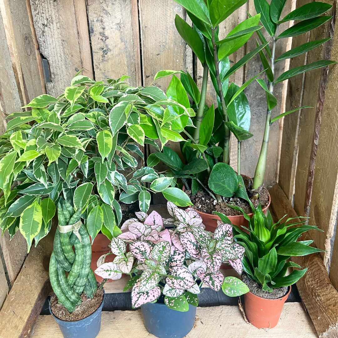 Mystery Plant Bundle Houseplants | Plant Bundle | House Plant Gifts ...