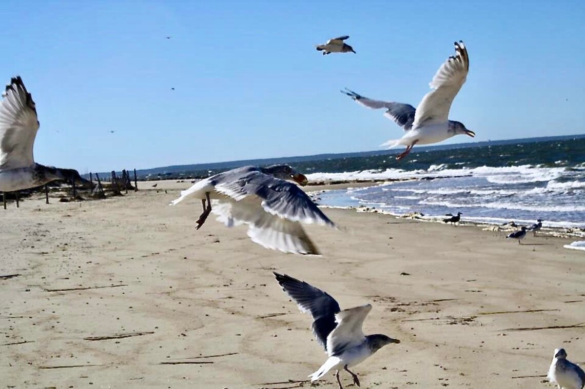 Cape Cod Sea Gulls - Etsy