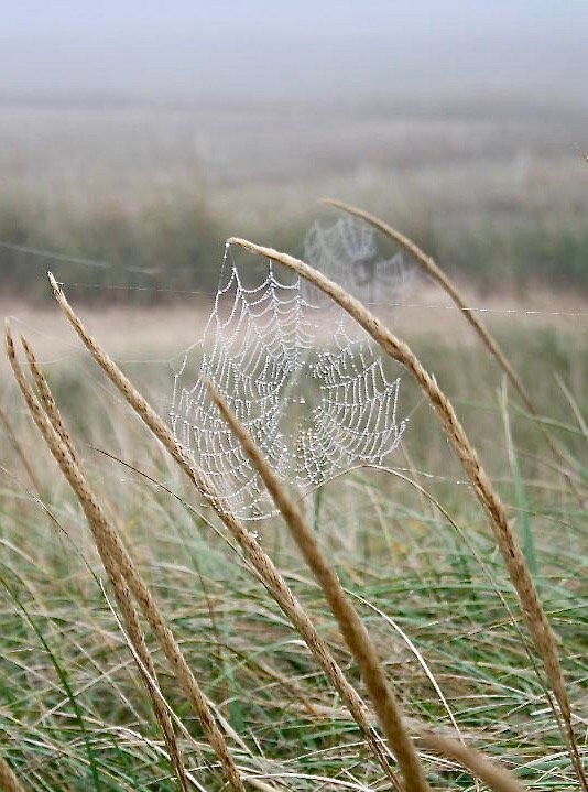 Cape Cod Spider Webs - Etsy