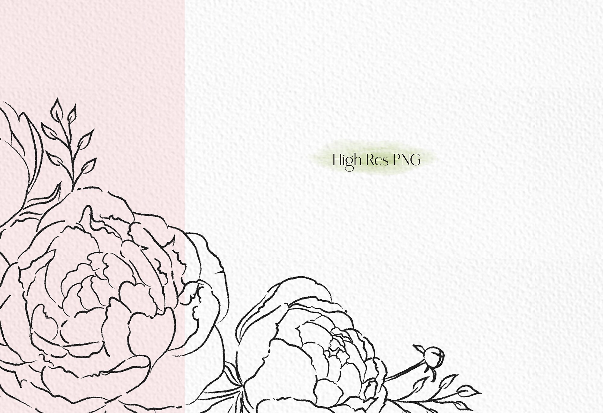 Line Drawing Peony Clip Art Botanical Clipart Peony Png Floral - Etsy