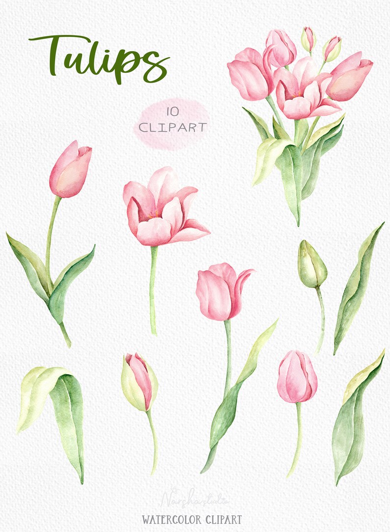 Spring Pink Tulip Watercolor Clip Art/ Floral Clipart/ - Etsy