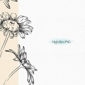 Line Drawing Daisy Clip Art Daisy Flower Png Botanical Clipart Daisy ...