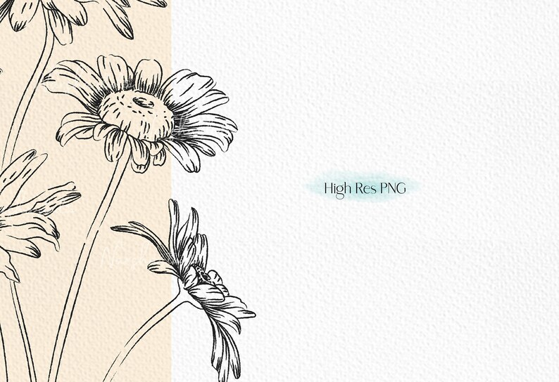 Line Drawing Daisy Clip Art Daisy Flower Png Botanical Clipart Daisy ...