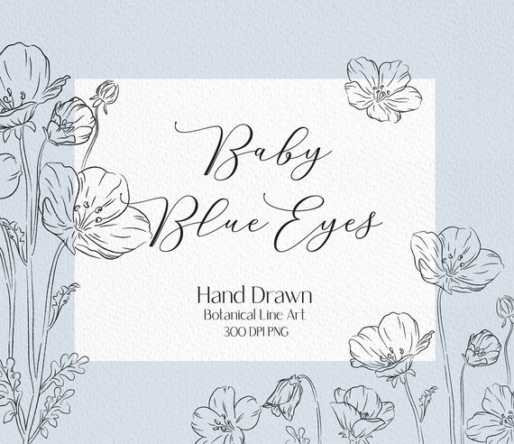 Line Drawing Baby Blue Eyes Clip Art Wildflower Png Botanical | Etsy