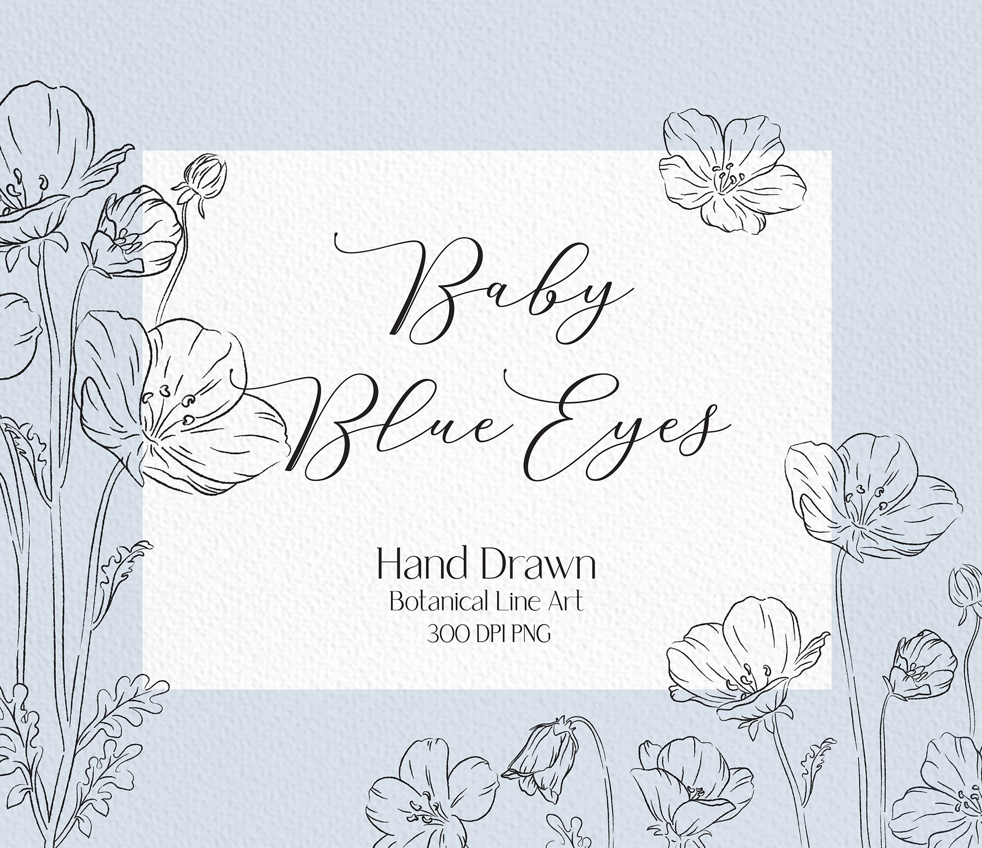 Baby Blue Border Line