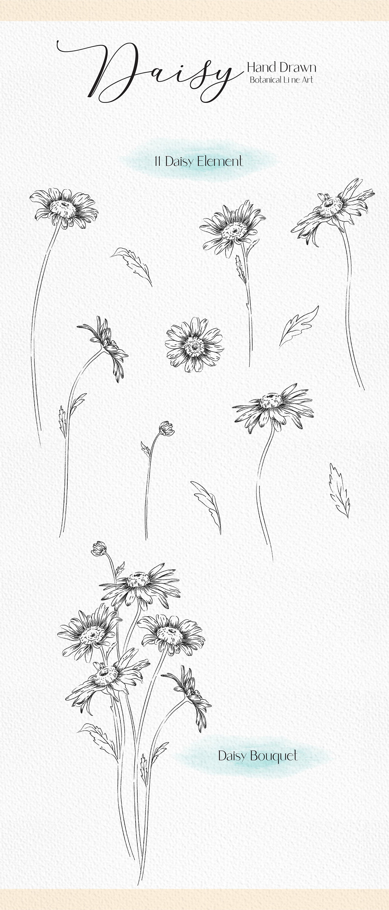 Line Drawing Daisy Clip Art Daisy Flower Png Botanical Clipart - Etsy