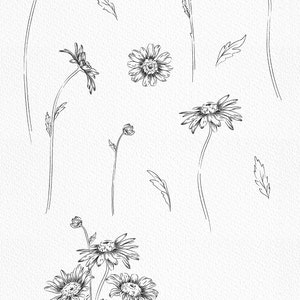 Line Drawing Daisy Clip Art Daisy Flower Png Botanical Clipart Daisy ...