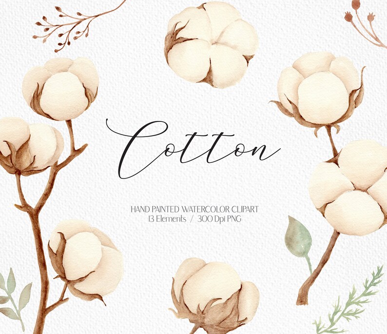 Watercolor Cotton Clipart Cotton PNG Botanical Clipart Flower - Etsy